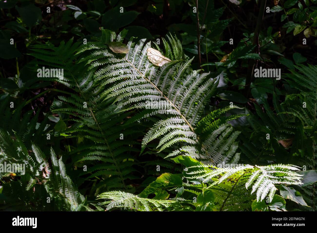 Beautiful picture of fern light up by sunrays one of the latest days of ...