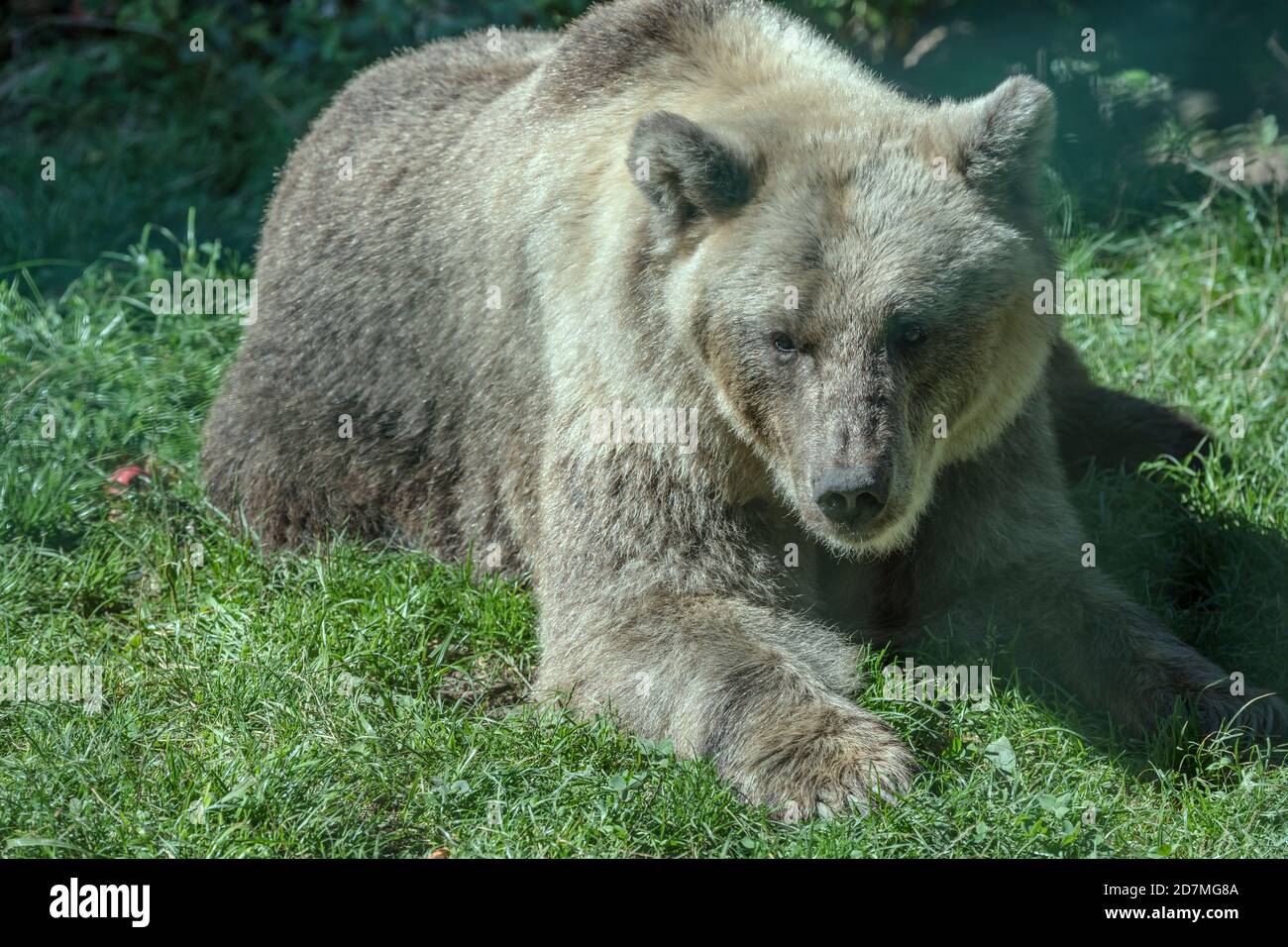 Plantigrad hi-res stock photography and images - Alamy