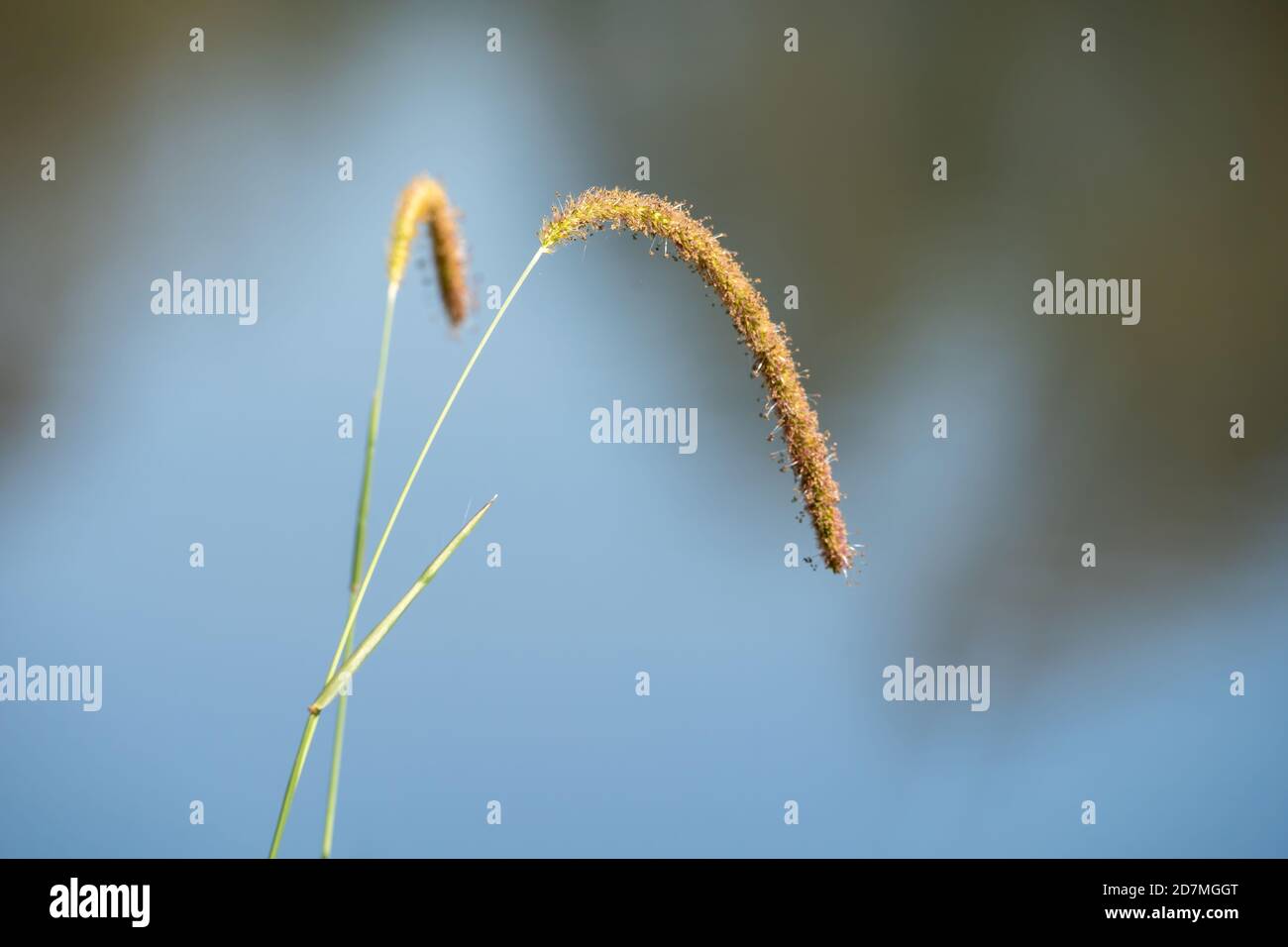 Drooping Sedge with a blurred blue background Stock Photo - Alamy