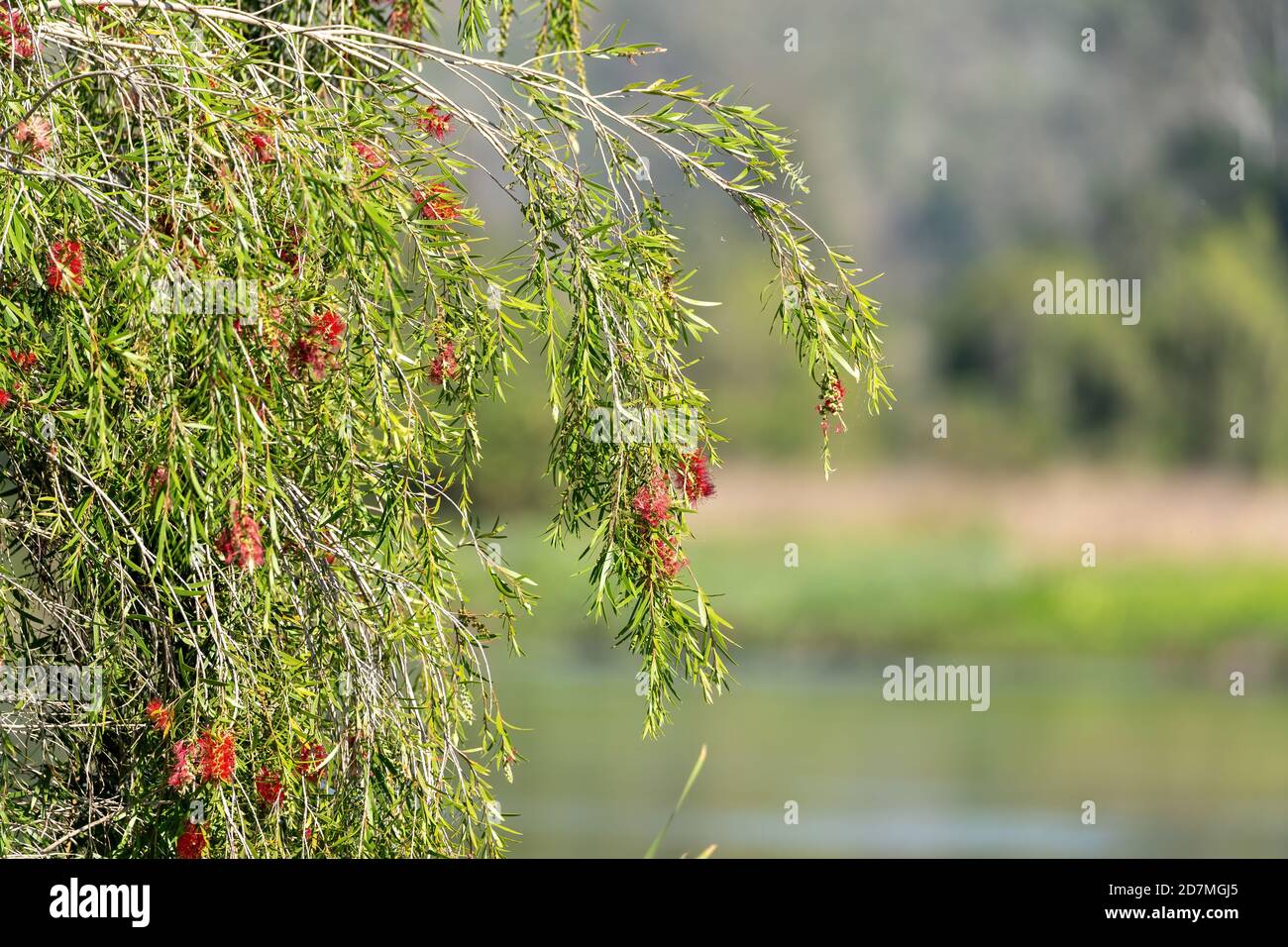 Red Grevillea tree with a blurred back ground Stock Photo - Alamy
