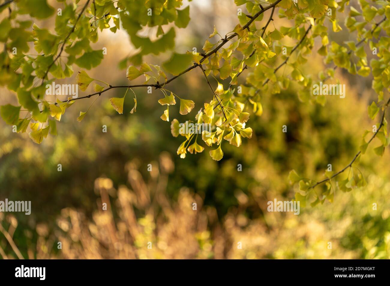 Ginko leaves branches on blurry hi-res stock photography and images - Alamy