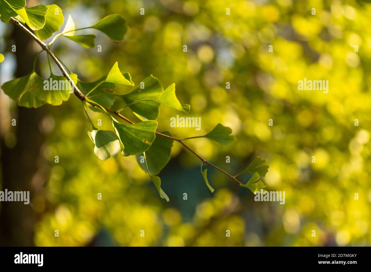 Ginko leaves branches on blurry hi-res stock photography and images - Alamy