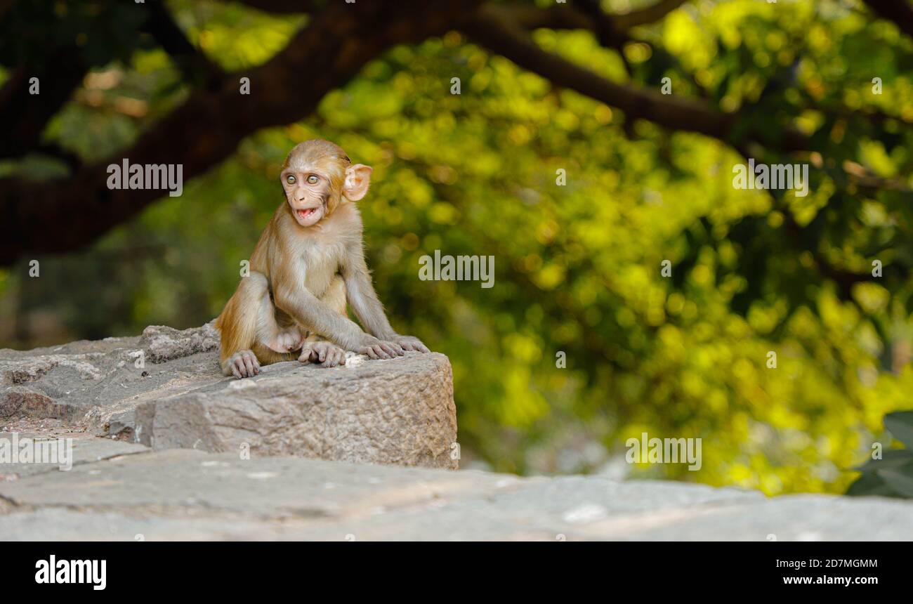 Babymonkey hi-res stock photography and images - Alamy