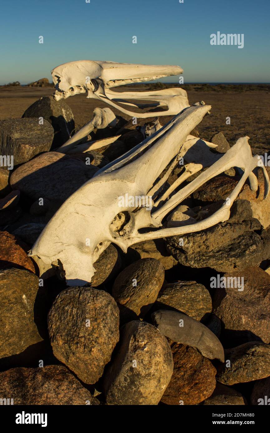 Dolphin pile hi-res stock photography and images - Alamy