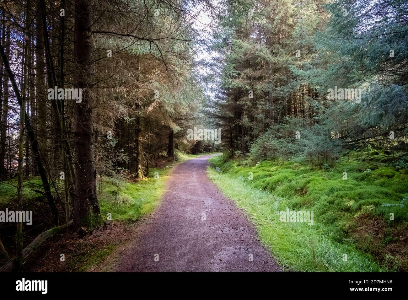 The Lakeside Way at Kielder Forest and Water, Northumberland, England ...