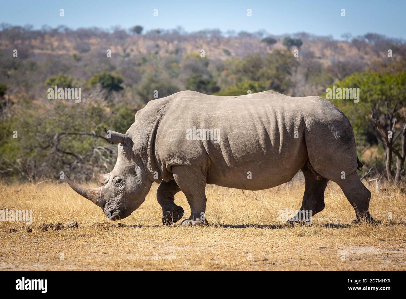 Rhino side view hi-res stock photography and images - Alamy