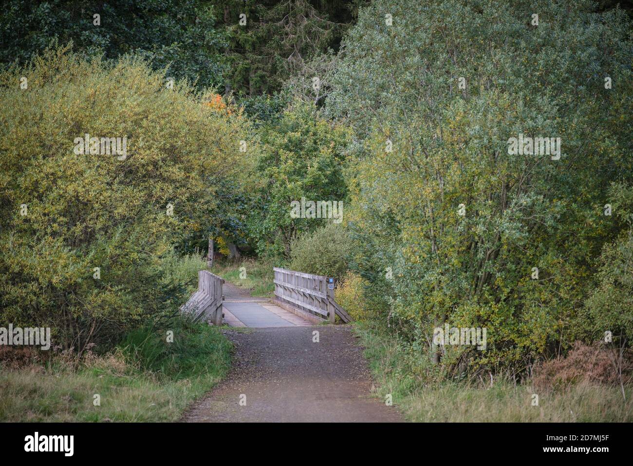 The Lakeside Way at Kielder Forest and Water, Northumberland, England ...