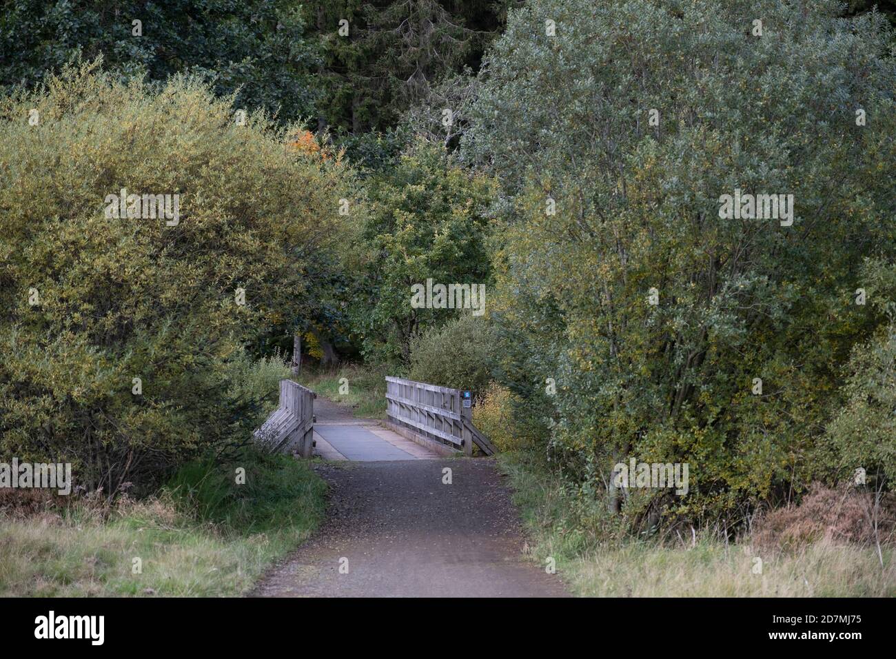 The Lakeside Way at Kielder Forest and Water, Northumberland, England ...