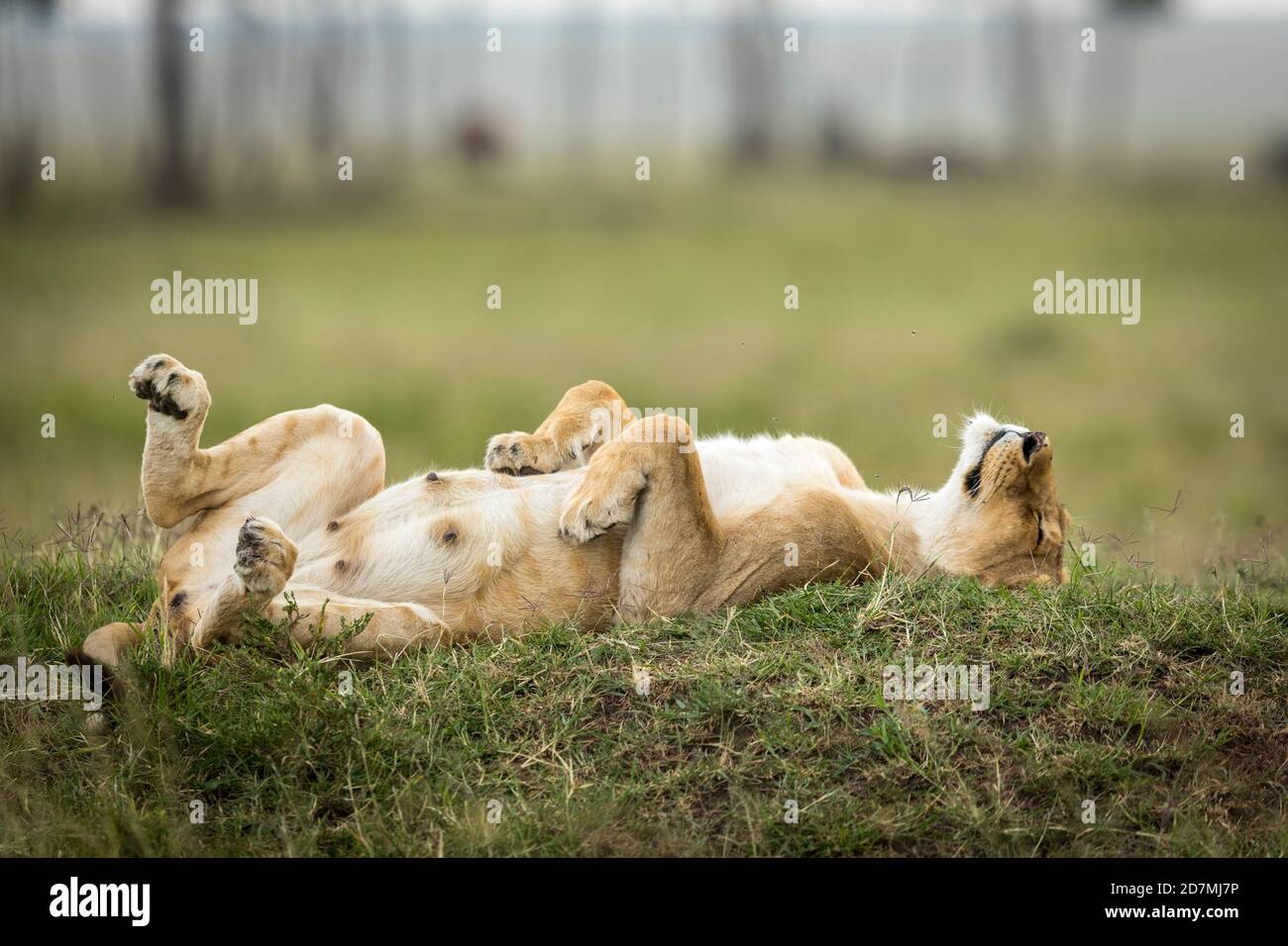 Lion Lying On Back