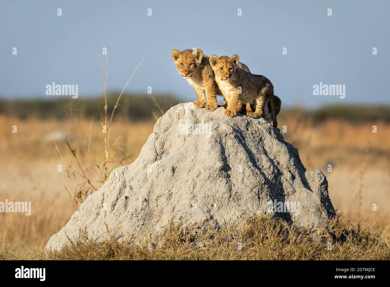 Two small baby lions standing on a large termite mound in morning ...