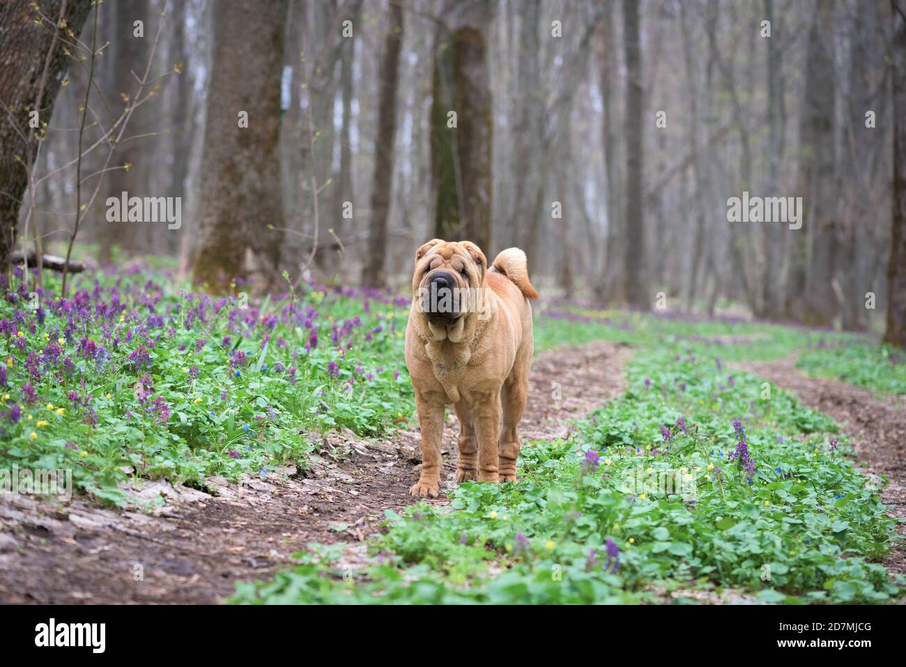 the dog is a purebred Shar-Pei in the woods. red cheerful dog , spring ...