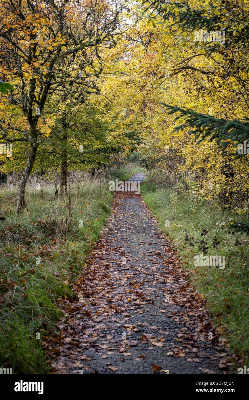The Lakeside Way at Kielder Forest and Water, Northumberland, England ...