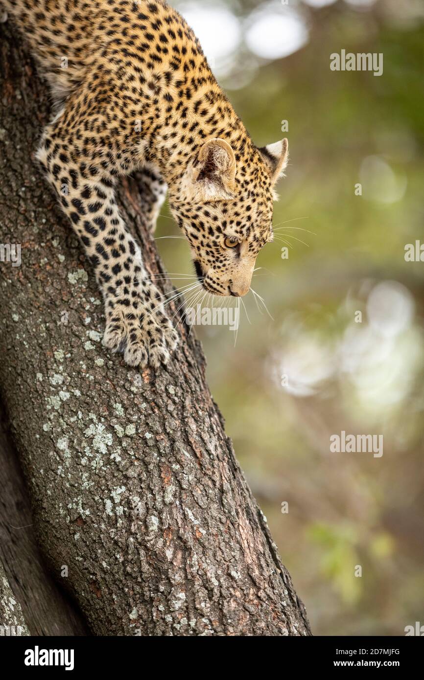 Vertical portrait of a leopard walking down a tree with green bush in ...