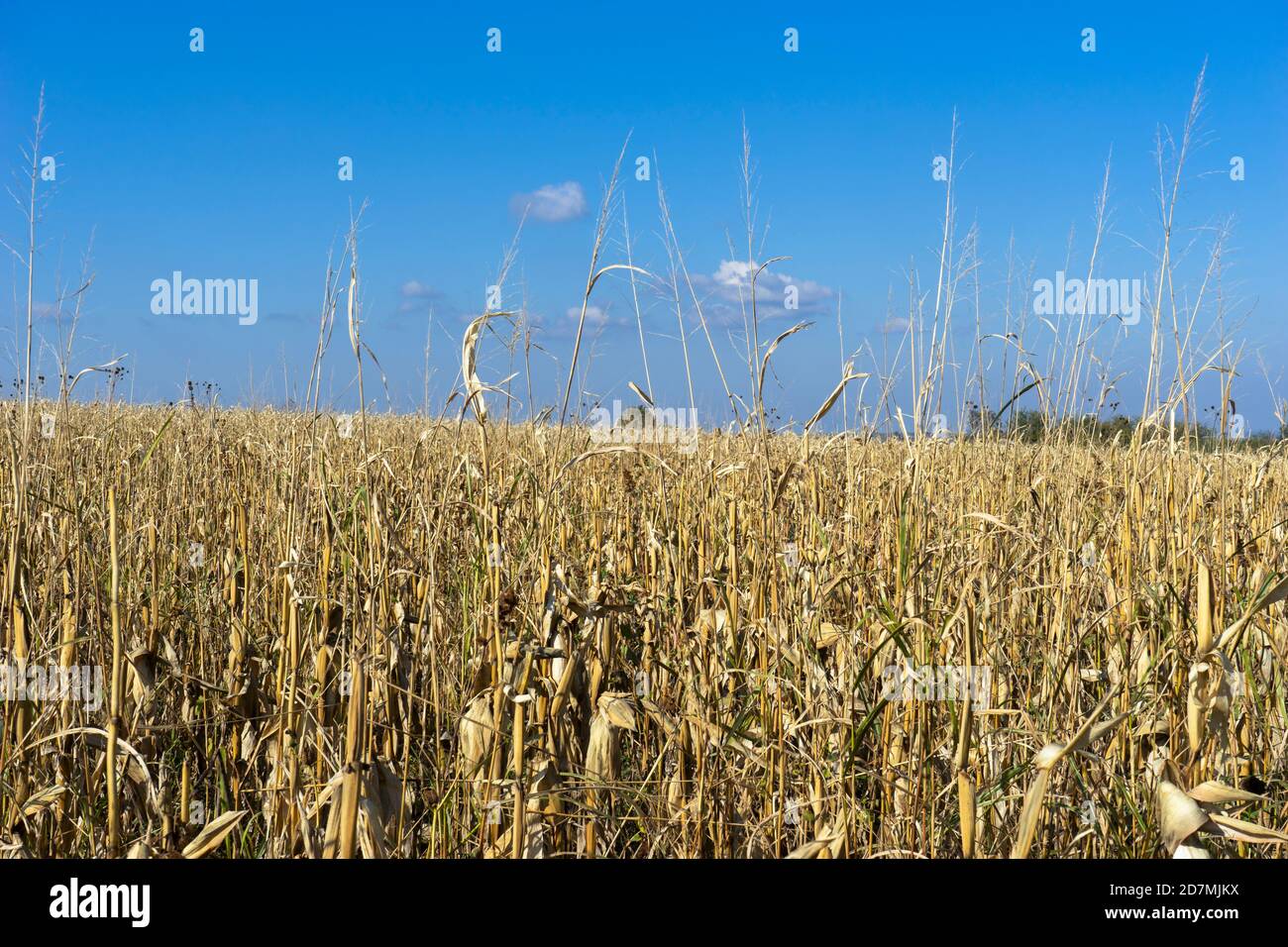 Corn field during harvest with blue sky Stock Photo - Alamy