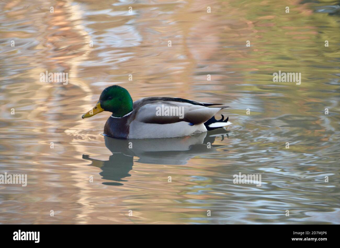 An adult male mallard duck on a blurred painterly background of ...