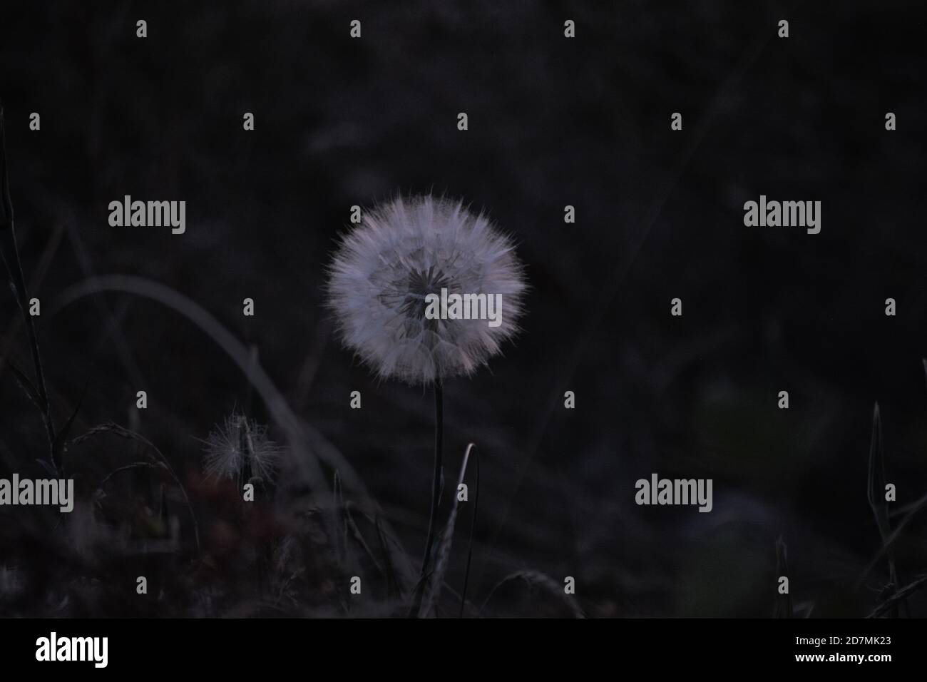 Photograph of a dandelion taken late in the evening, showcasing a ...