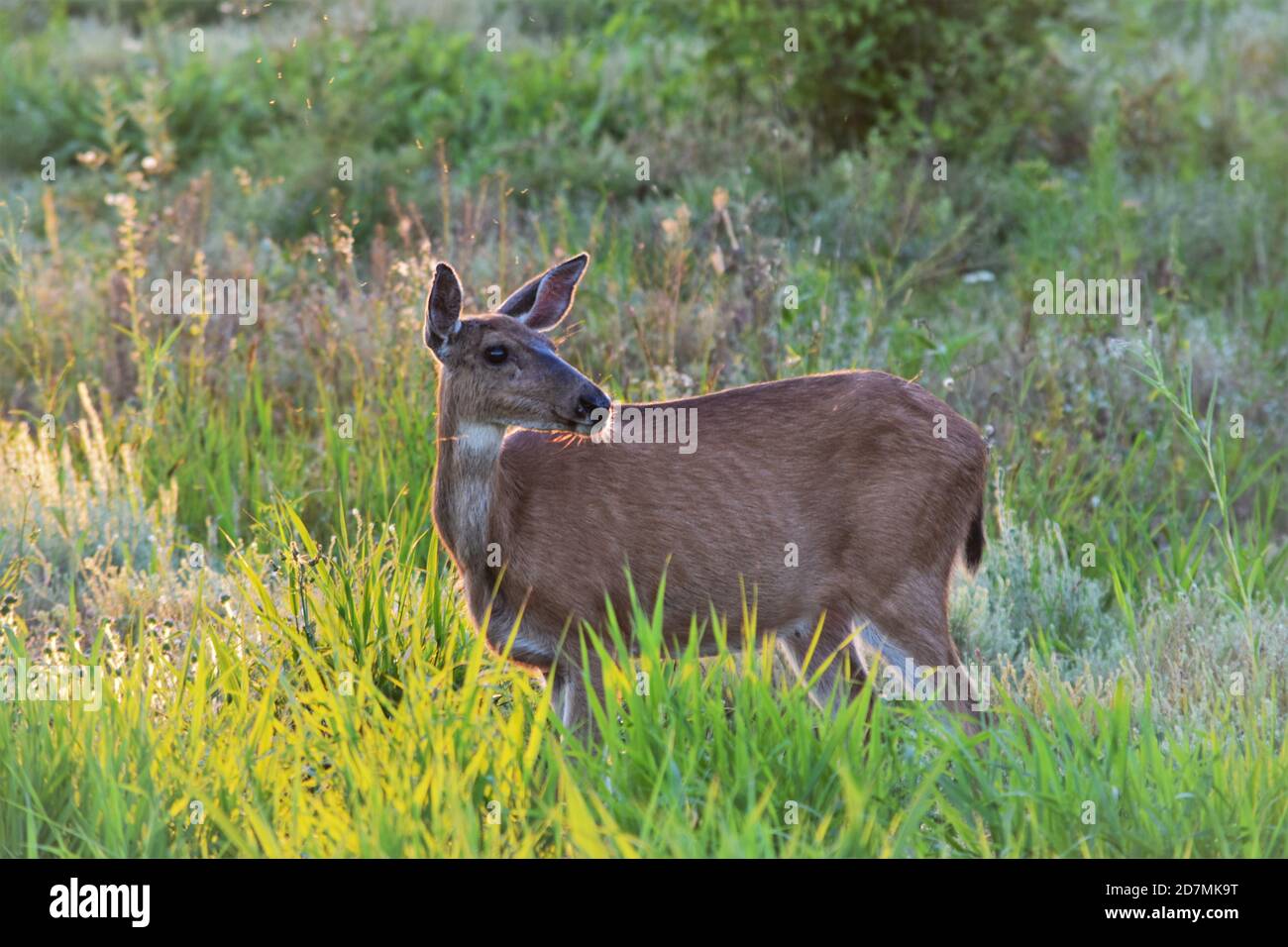 A deer at the Tualatin River National Wildlife Refuge Stock Photo - Alamy