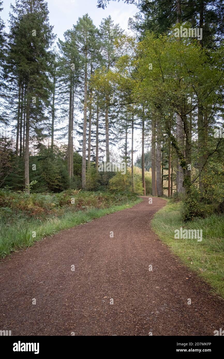The Lakeside Way at Kielder Forest and Water, Northumberland, England ...