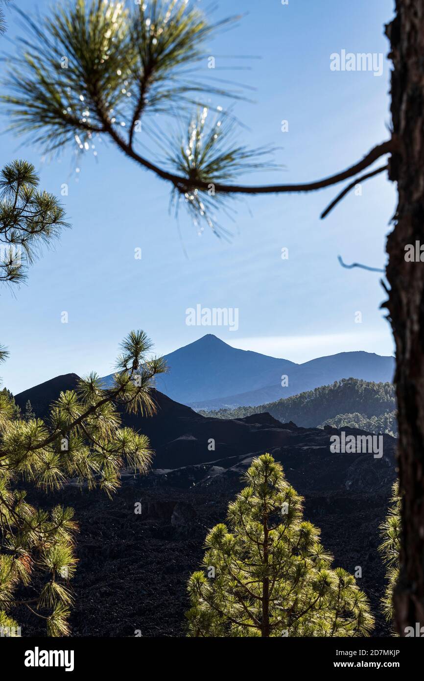 Pinus canariensis, Canarian pine trees in the Corona forestal, forests ...