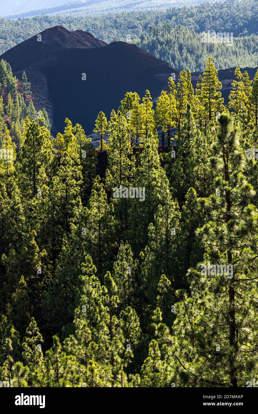Pinus canariensis, Canarian pine trees in the Corona forestal, forests ...