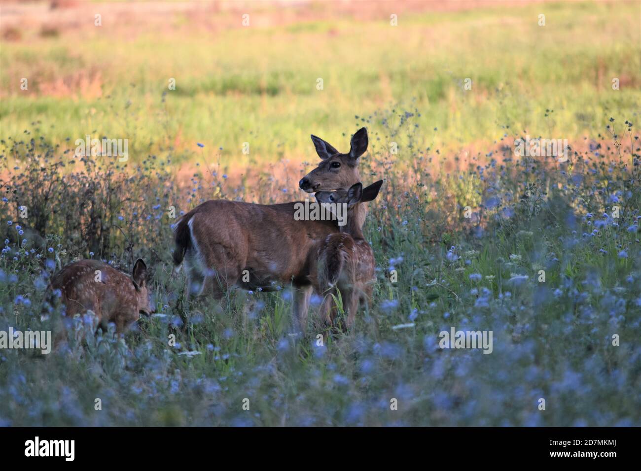Mother deer with two fawns in a field of wildflowers Stock Photo - Alamy