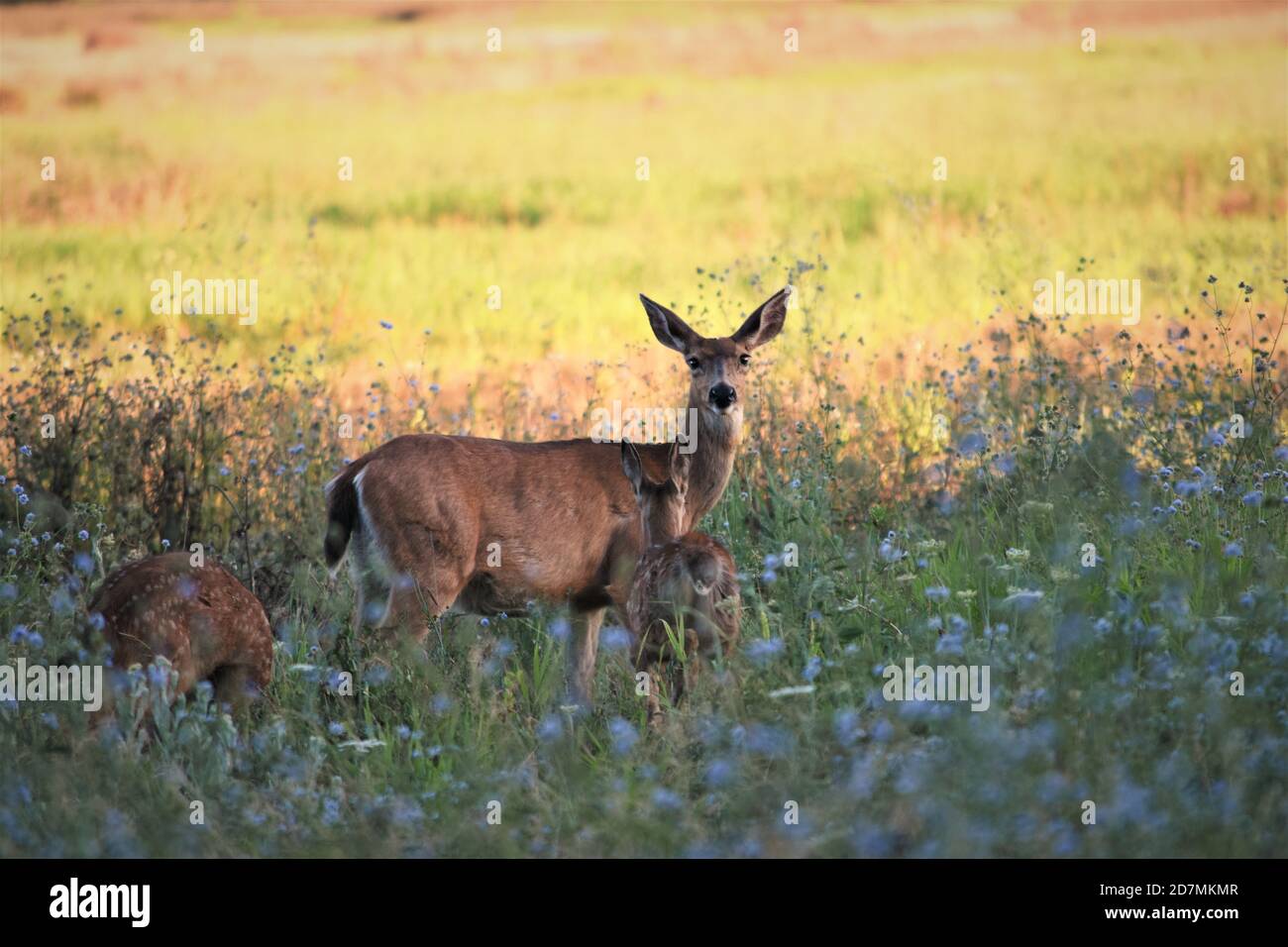 Mother deer with two fawns in a field of wildflowers Stock Photo - Alamy