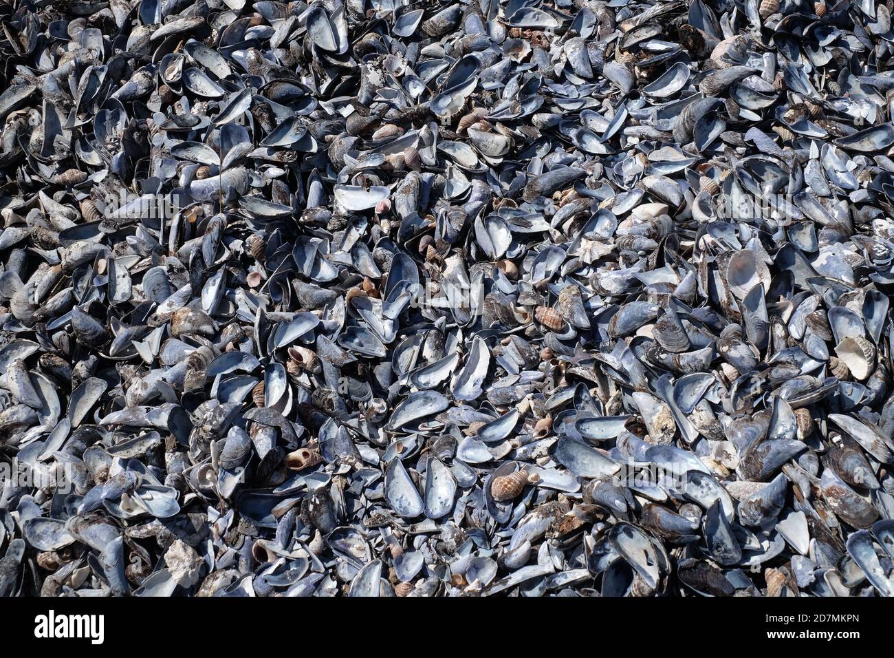 South african shells hi-res stock photography and images - Alamy