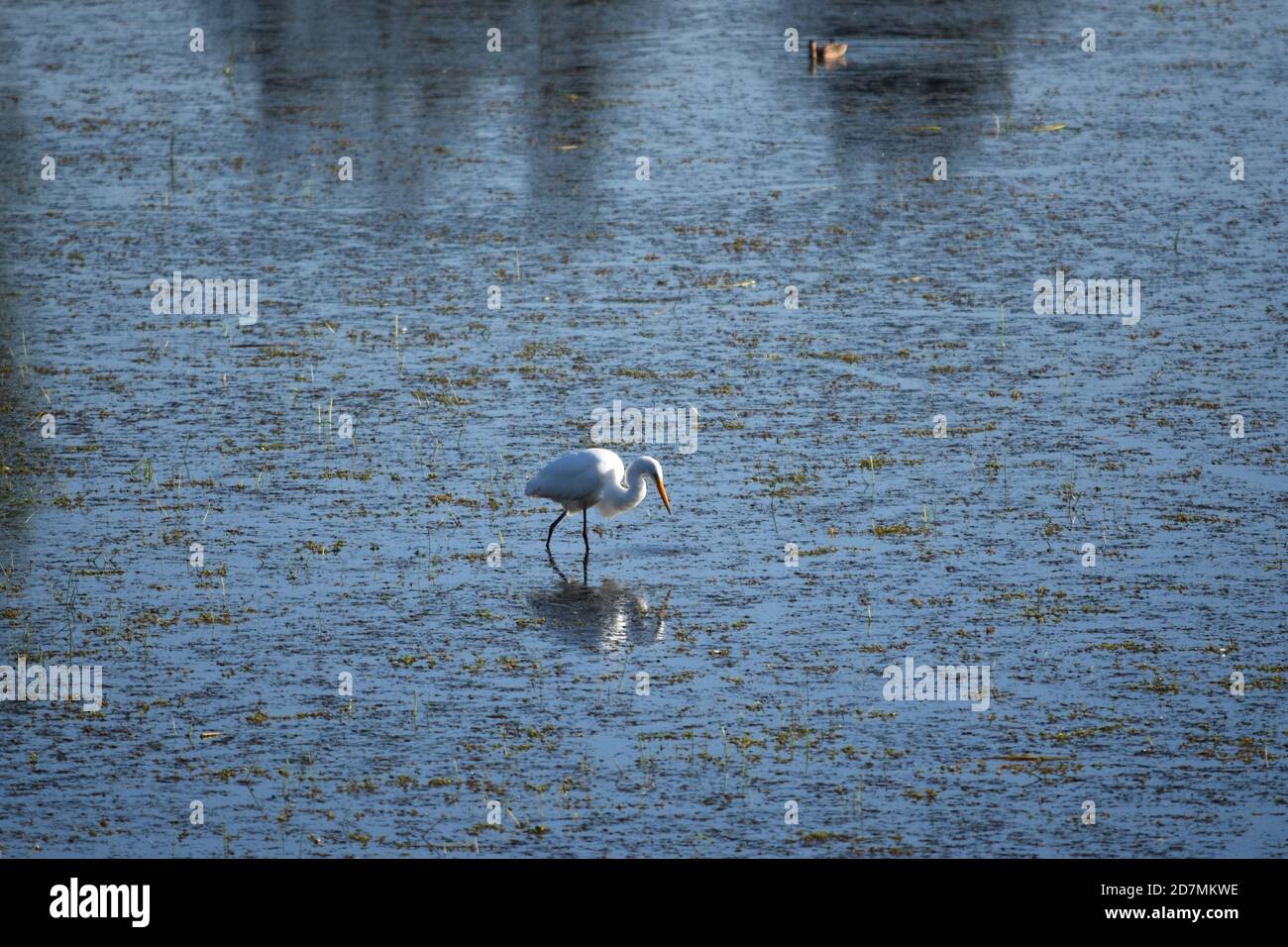 Great egret swallowing a fish at the Tualatin River Wildlife Refuge in ...
