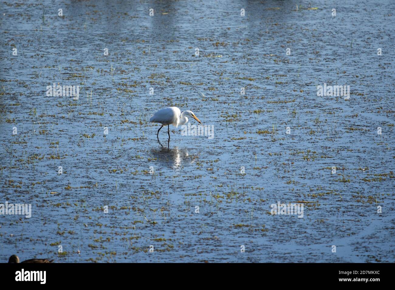 Small fish eating bird hi-res stock photography and images - Alamy