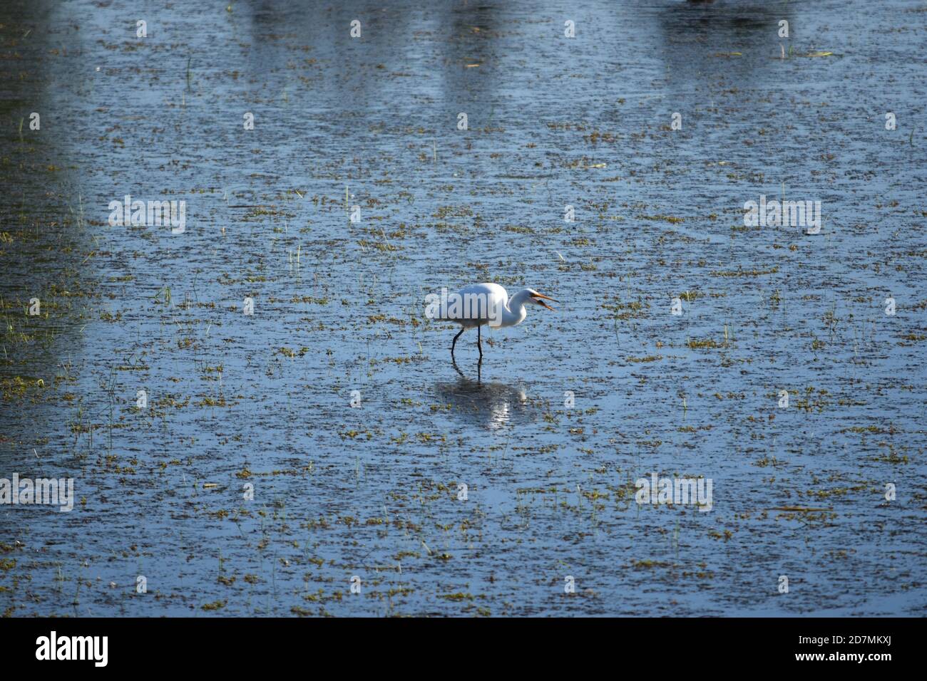 Snowy egret consuming a fish hi-res stock photography and images - Alamy
