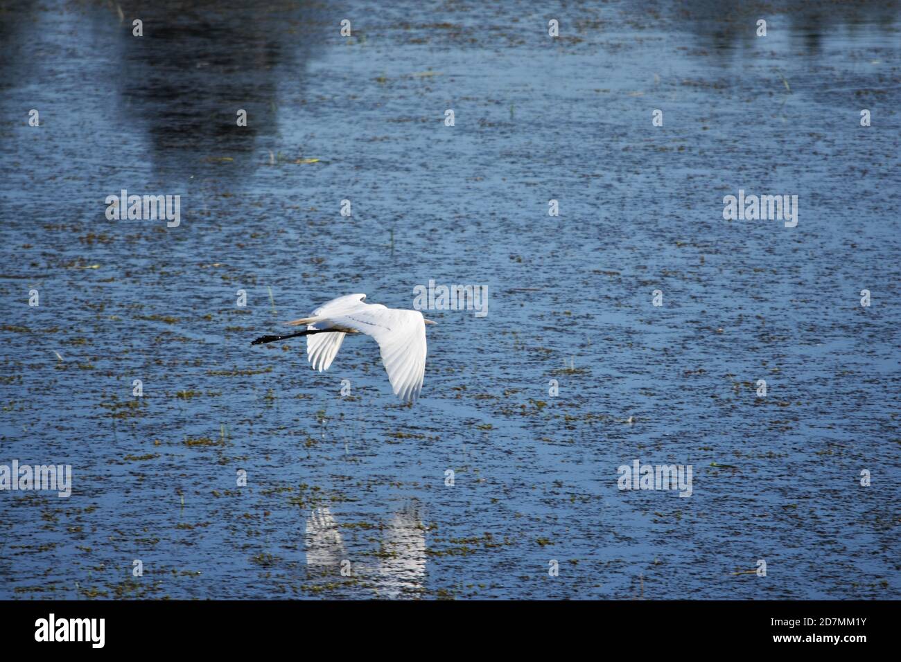 Snowy egret in flight at the Tualatin River Wildlife Refuge in Oregon ...