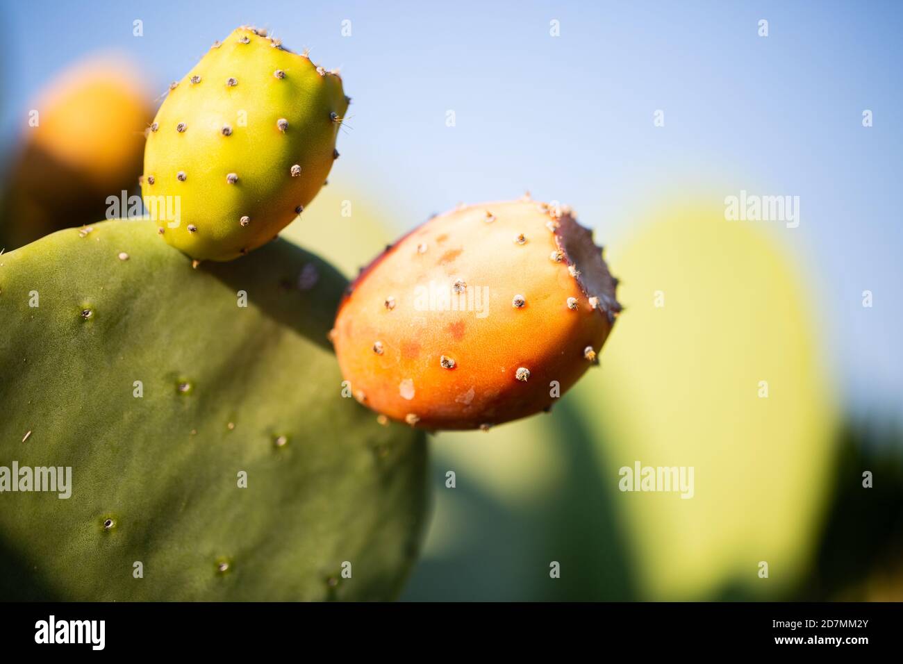 Prickly pears tree hi-res stock photography and images - Alamy