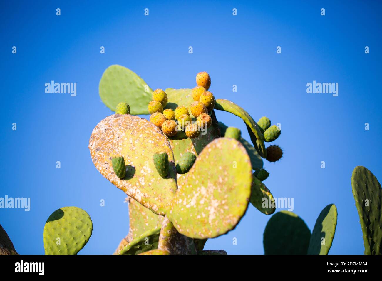 Prickly pears on tree hi-res stock photography and images - Alamy
