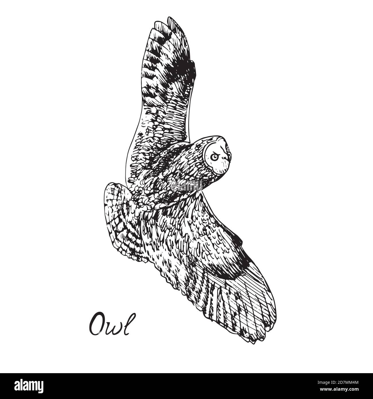 Owl flying, hand drawn doodle, sketch in pop art style, illustration ...