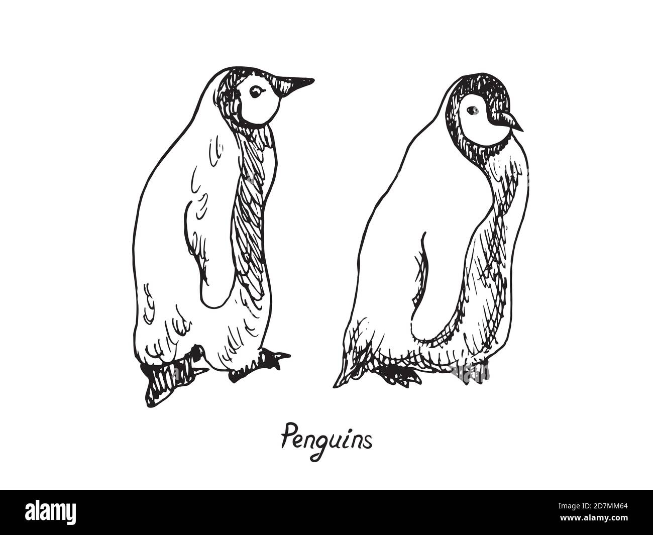 Penguin Couple Drawing