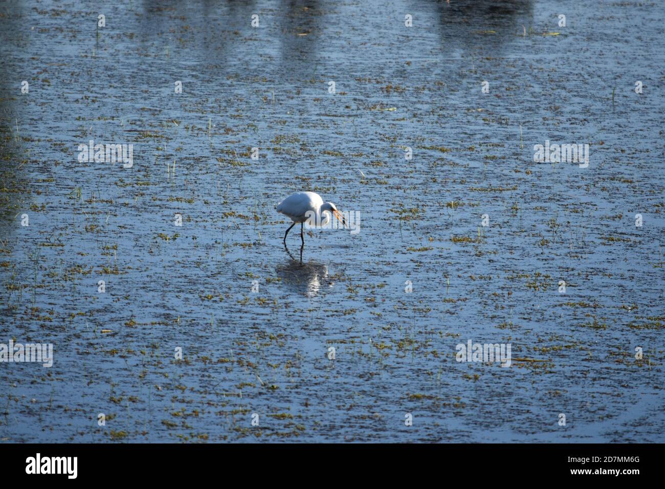 Great egret tossing a fish before eating it, at the Tualatin River ...