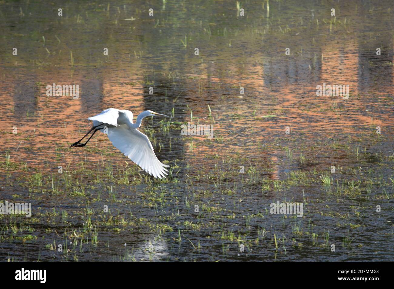 White egret flying over floodplain hi-res stock photography and images ...
