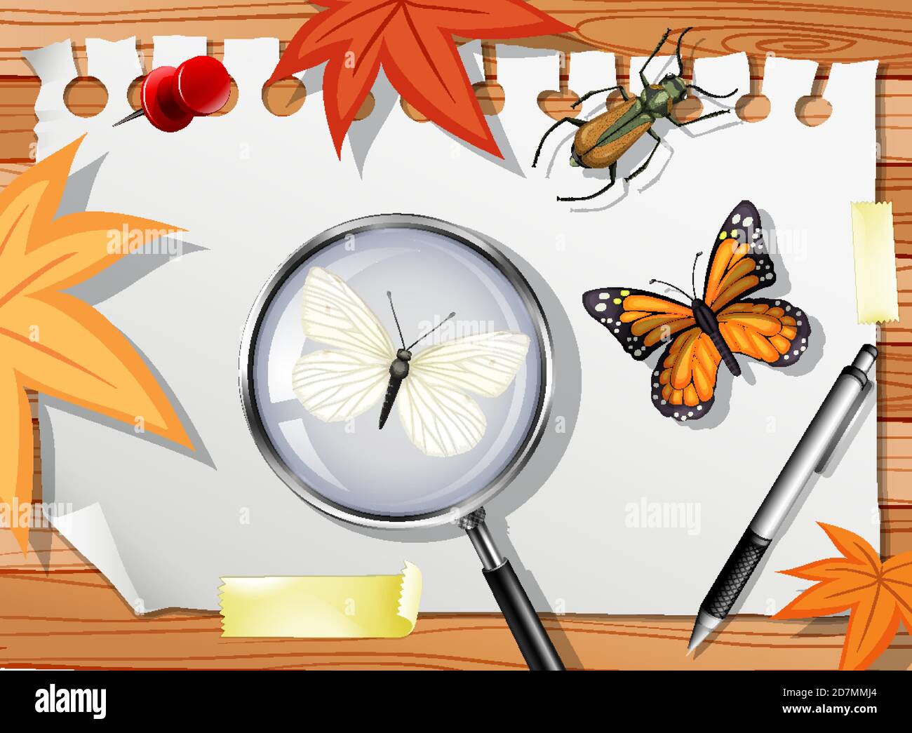 Butterfly pin illustration Stock Vector Images - Alamy