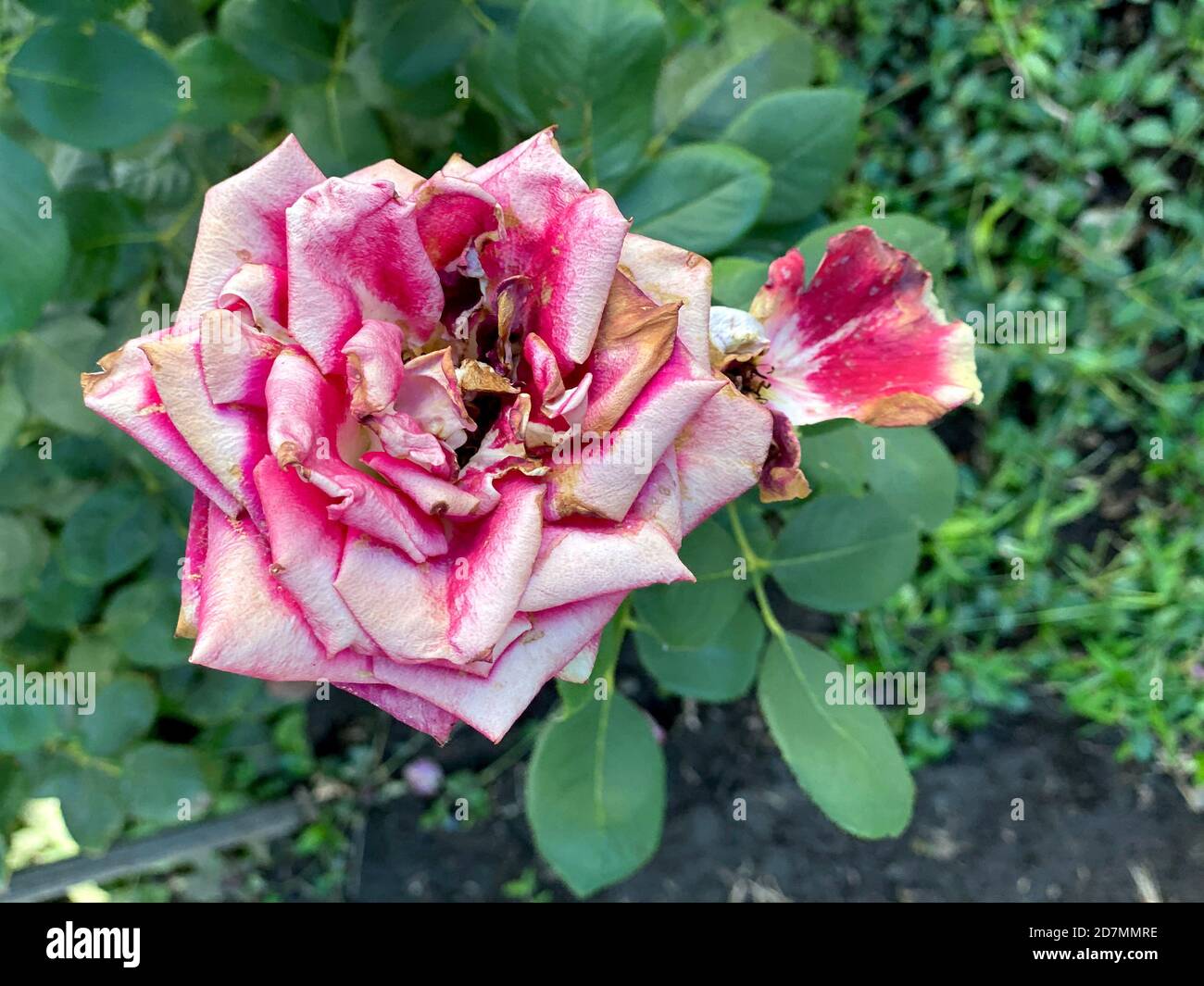 Withered red rose in a green garden faded background in autumn Stock ...
