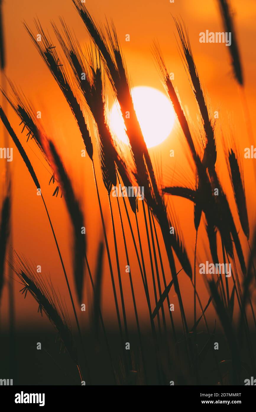 Summer Sun Shining Through Young Yellow Wheat Sprouts. Wheat Field In ...