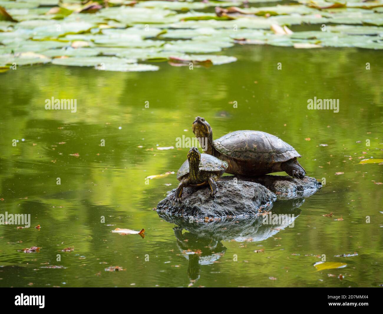 Turtle Standing on a Rock in a Lagoon Stock Photo - Alamy