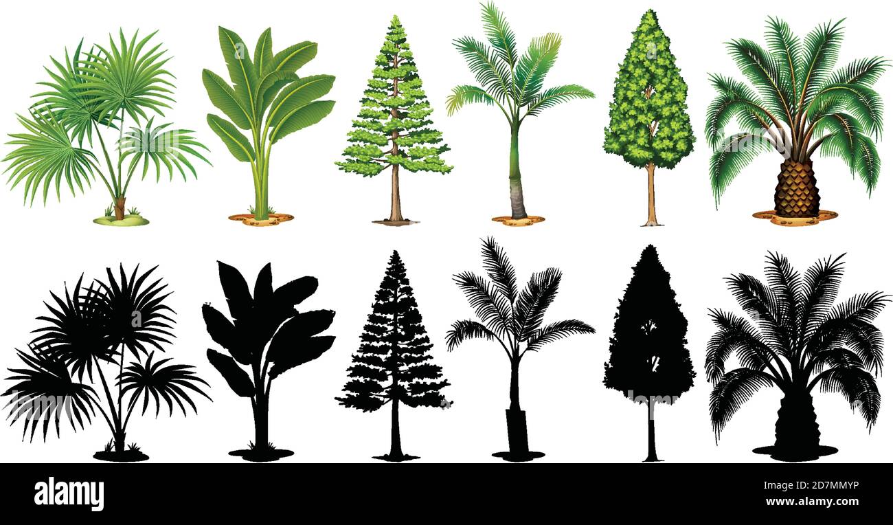 Set of tree and shadow illustration Stock Vector Image & Art - Alamy