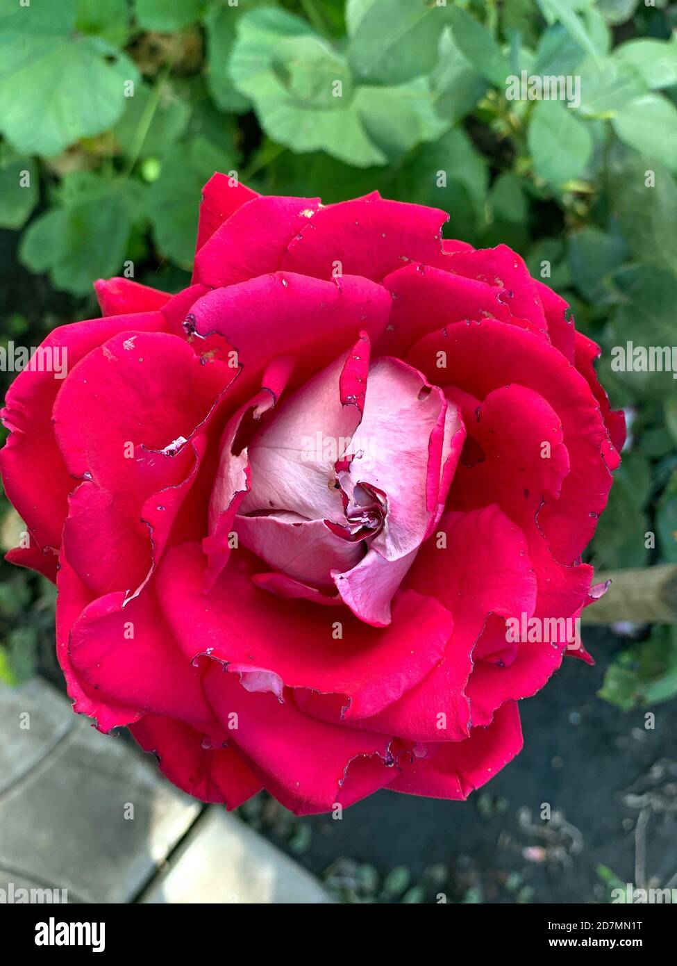 Withered red rose in a green garden faded background in autumn Stock ...
