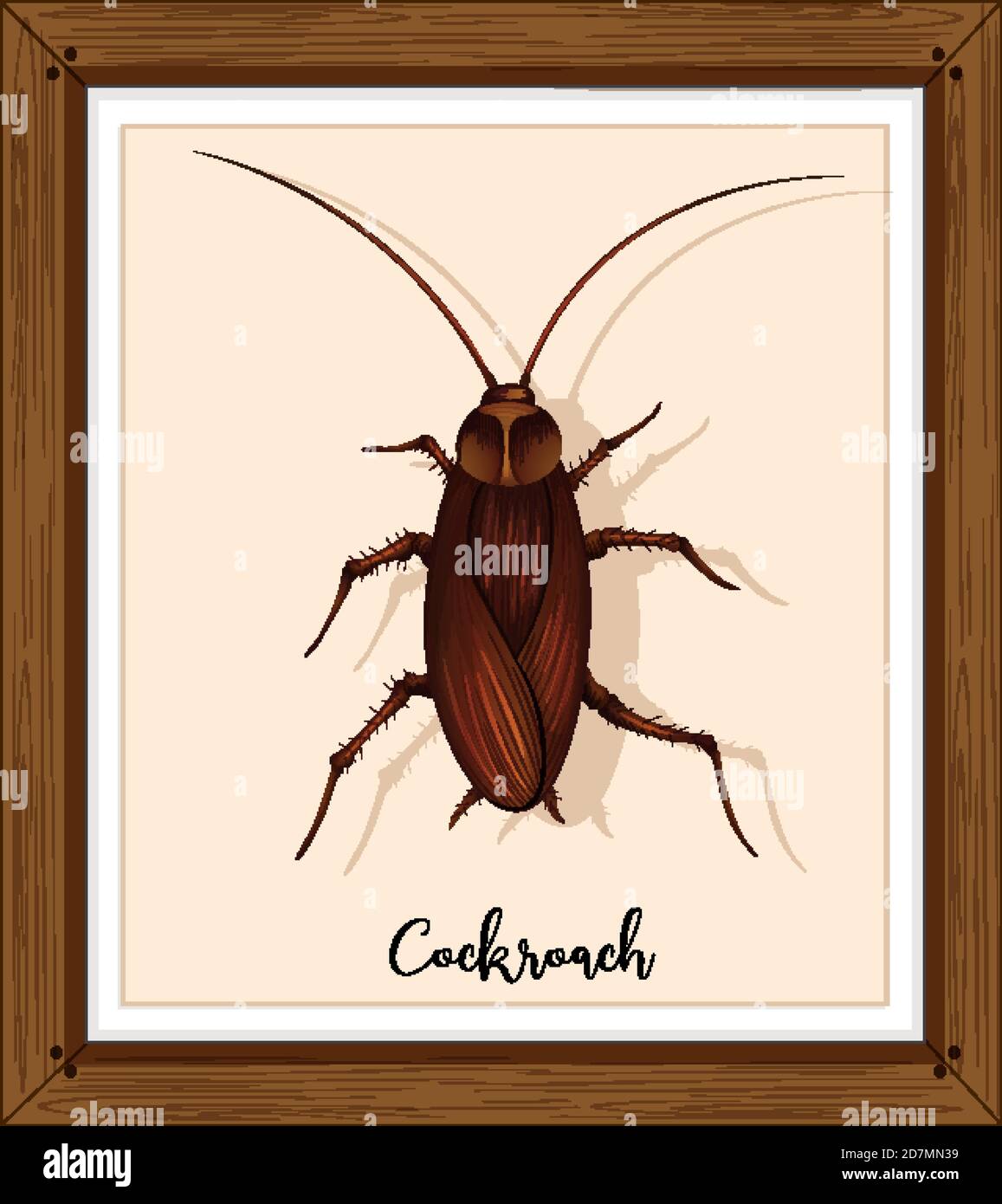 Cockroach on wooden frame illustration Stock Vector Image & Art - Alamy