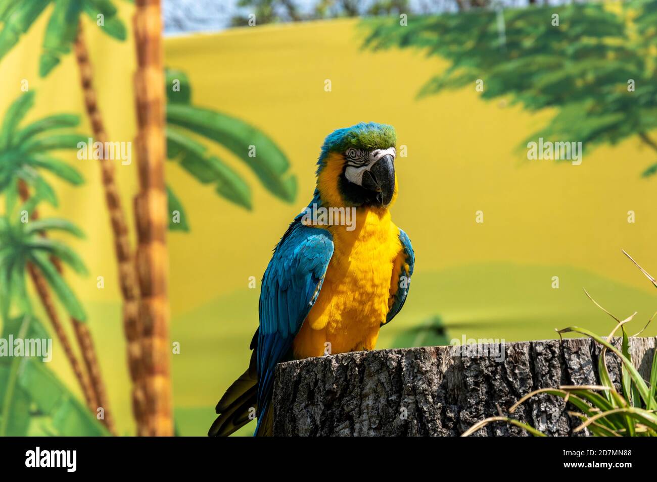 Yellow tropical parrot hi-res stock photography and images - Alamy