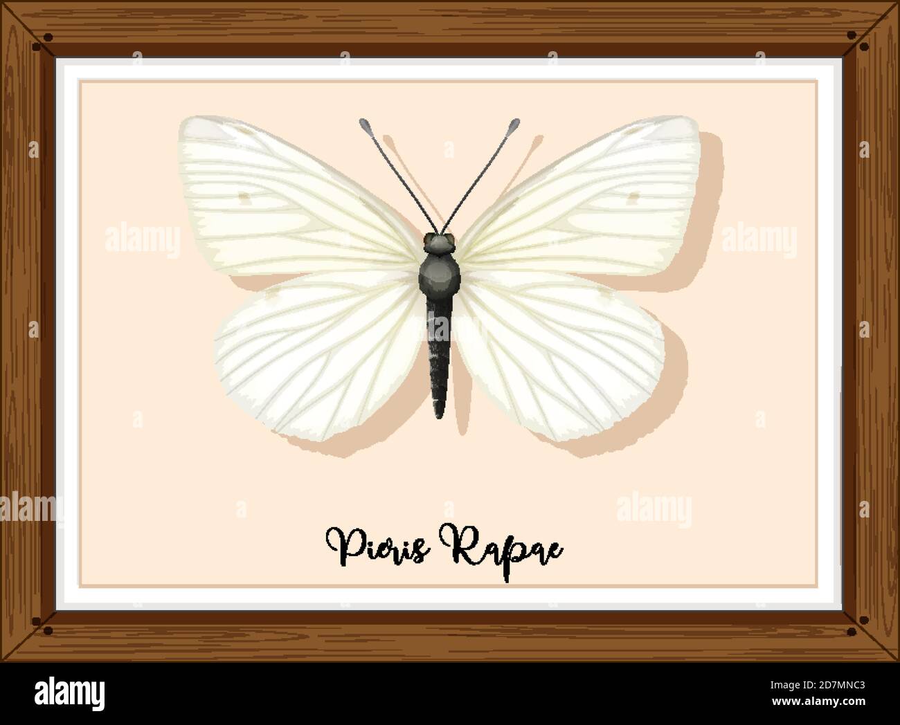 Pieris rapae on wooden frame illustration Stock Vector Image & Art - Alamy