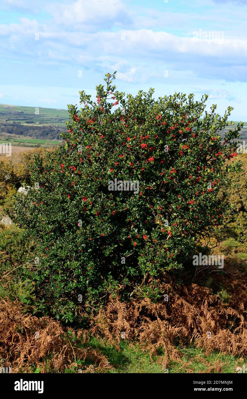 Holly tree llex aquifloium on moorland above Ty Canol Woods ...