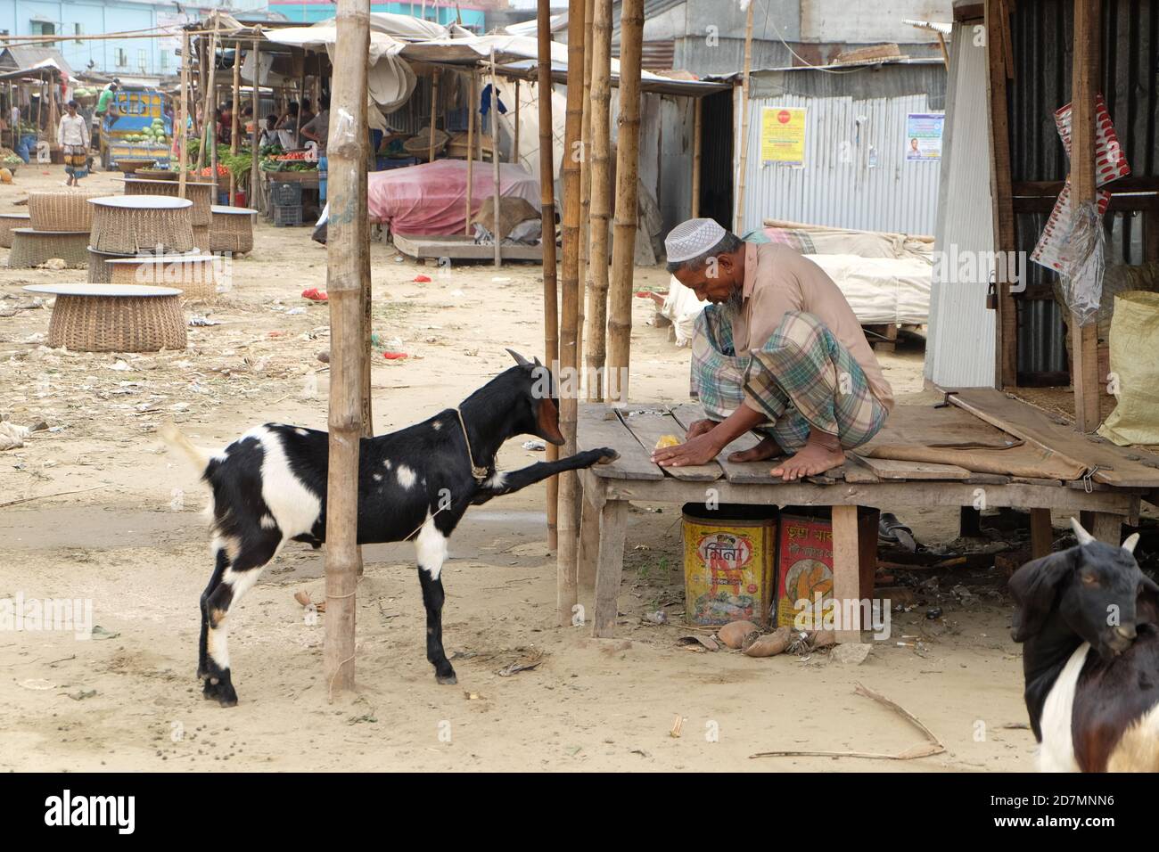Goat giving a paw in Bangladesh Stock Photo - Alamy