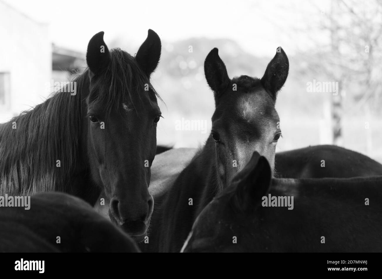 Black and white closeup of beautiful Peruvian horses next to each other ...