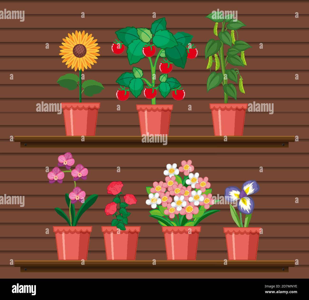 Set of plant on shelves illustration Stock Vector Image & Art - Alamy